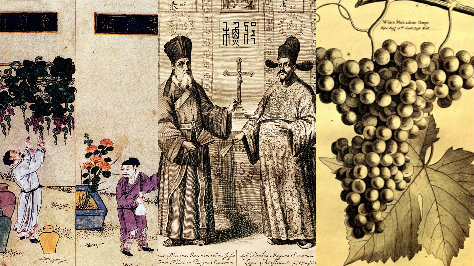 The Wine History in Ancient China: Grapes cultivated and wine development