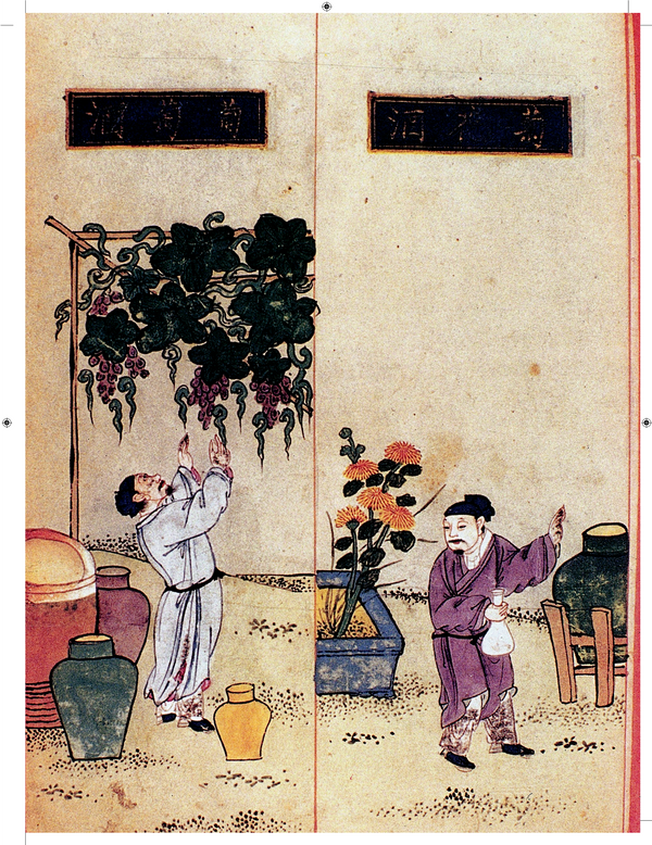 The Wine History in Ancient China: Grapes cultivated and wine development